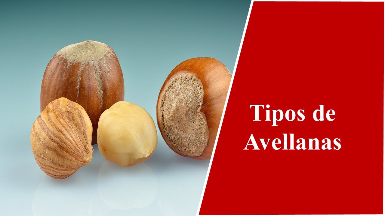 Varios Tipos de Avellanas y Sus Características - Jardin Cuidado